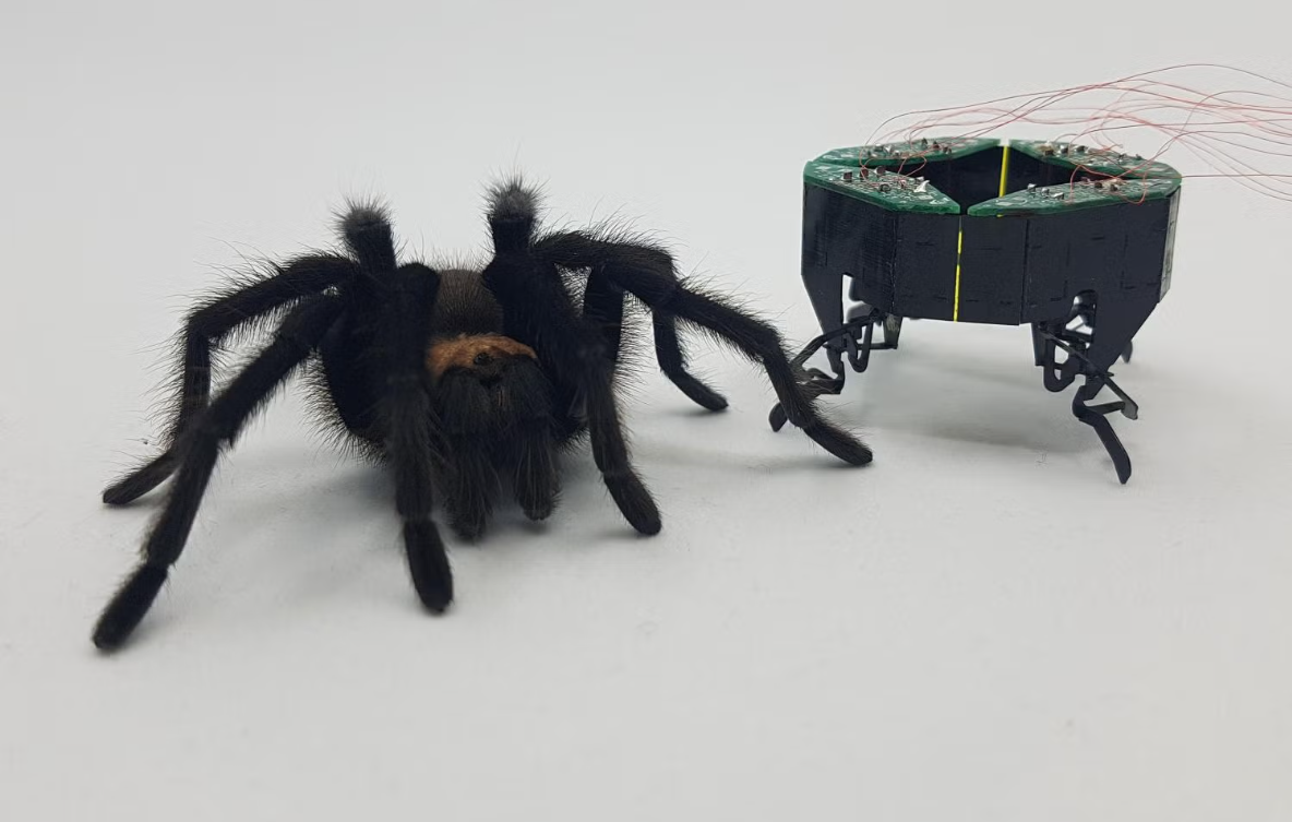 Design of CLARI – Insect Inspired Intelligence Lab (III)